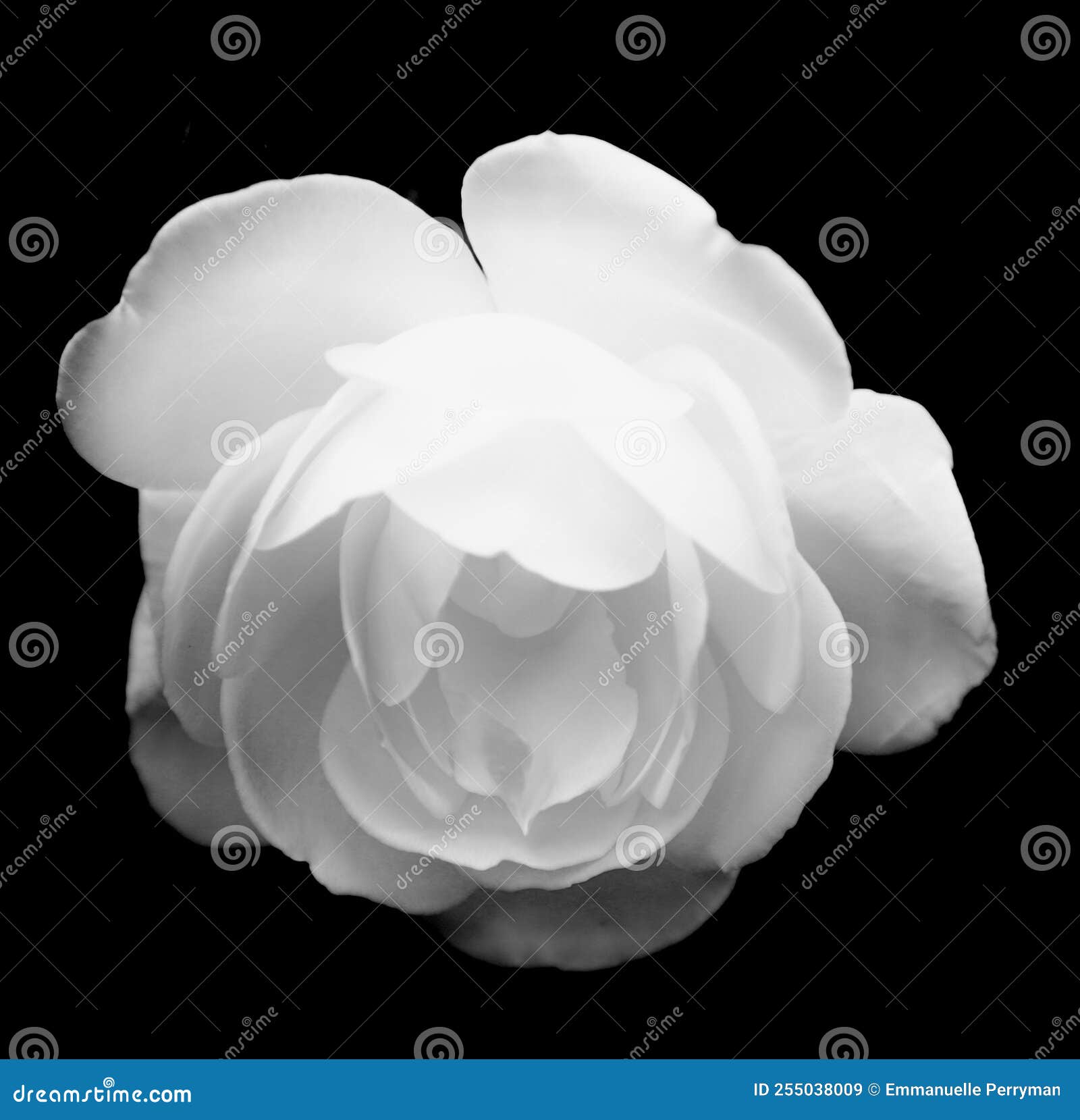 A Macro Photograph of a White Rose Against a Black Background. Stock ...