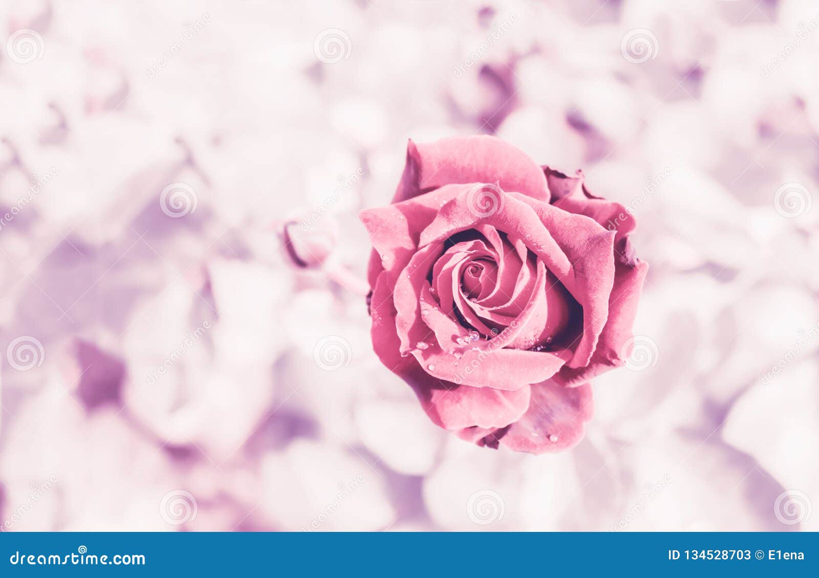 Delicate Abstract Background with Pink Rose Stock Image - Image of soft ...