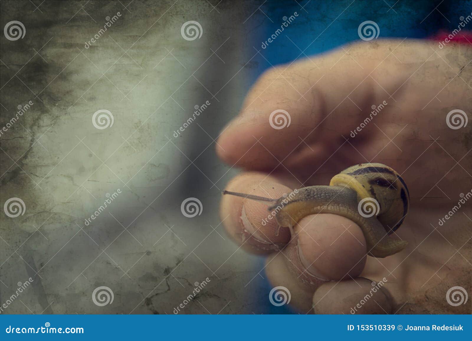 Delicate Animal Snail Held in the Boy`s Hand Stock Image - Image of ...