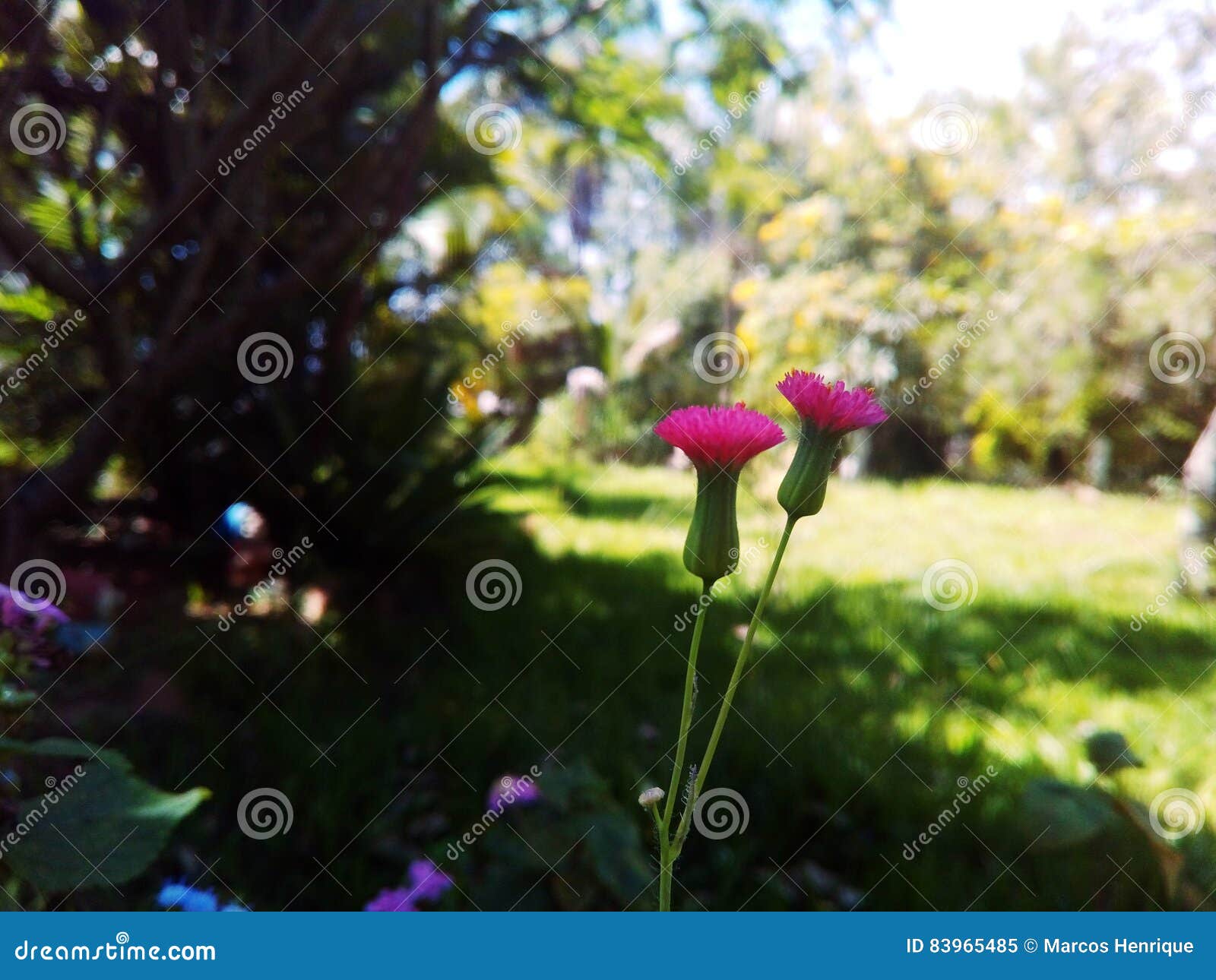 Delicada Flor Stock Photos - Free & Royalty-Free Stock Photos from ...