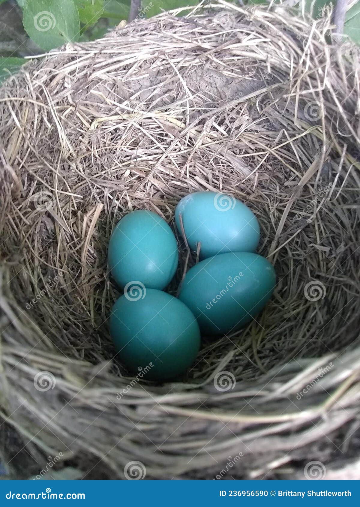 Delicate Baby Robin Eggs Stock Photos - Free & Royalty-Free Stock ...