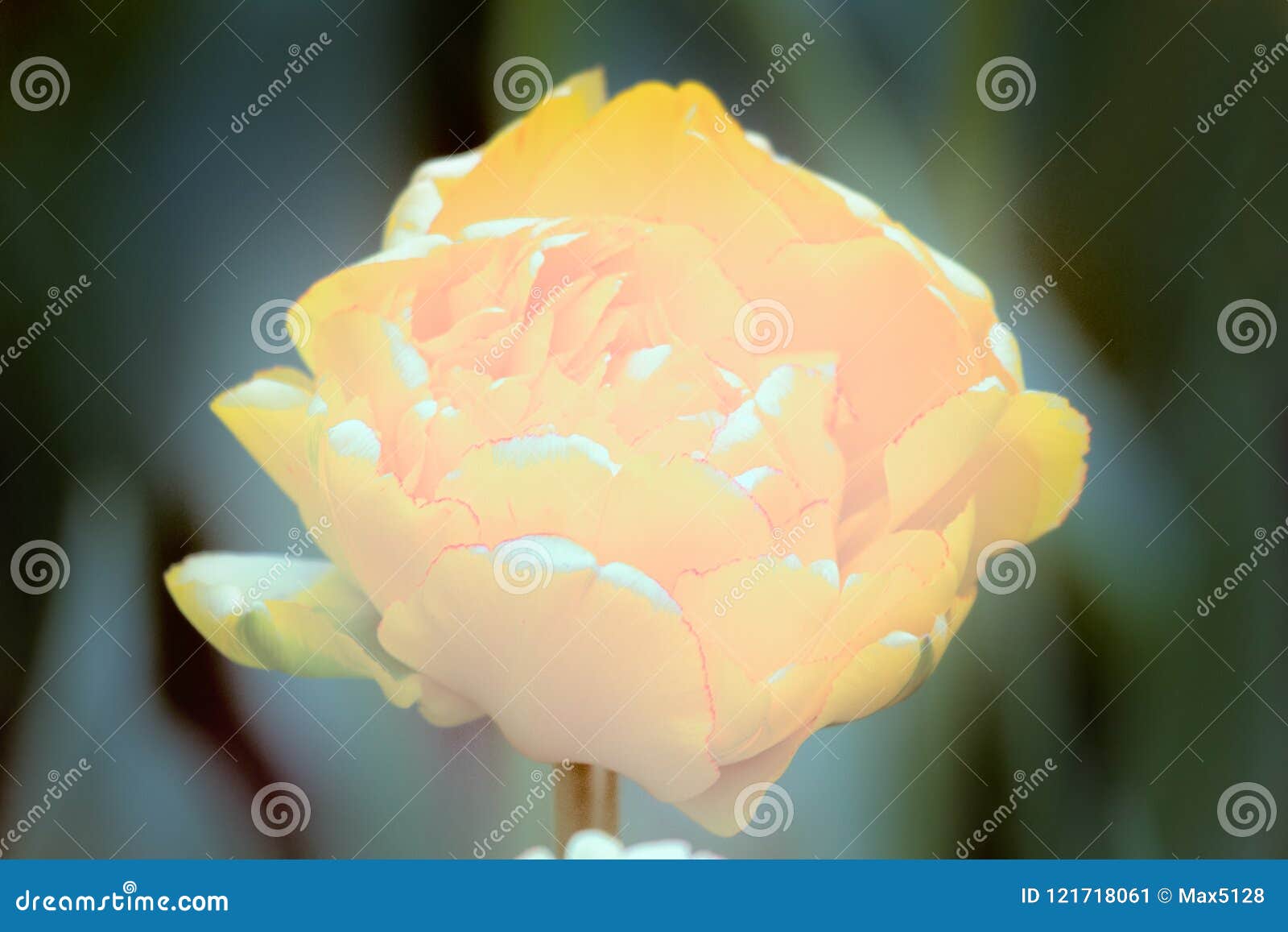 Flowers that are Associated with Spring and Festive Mood. Stock Image ...