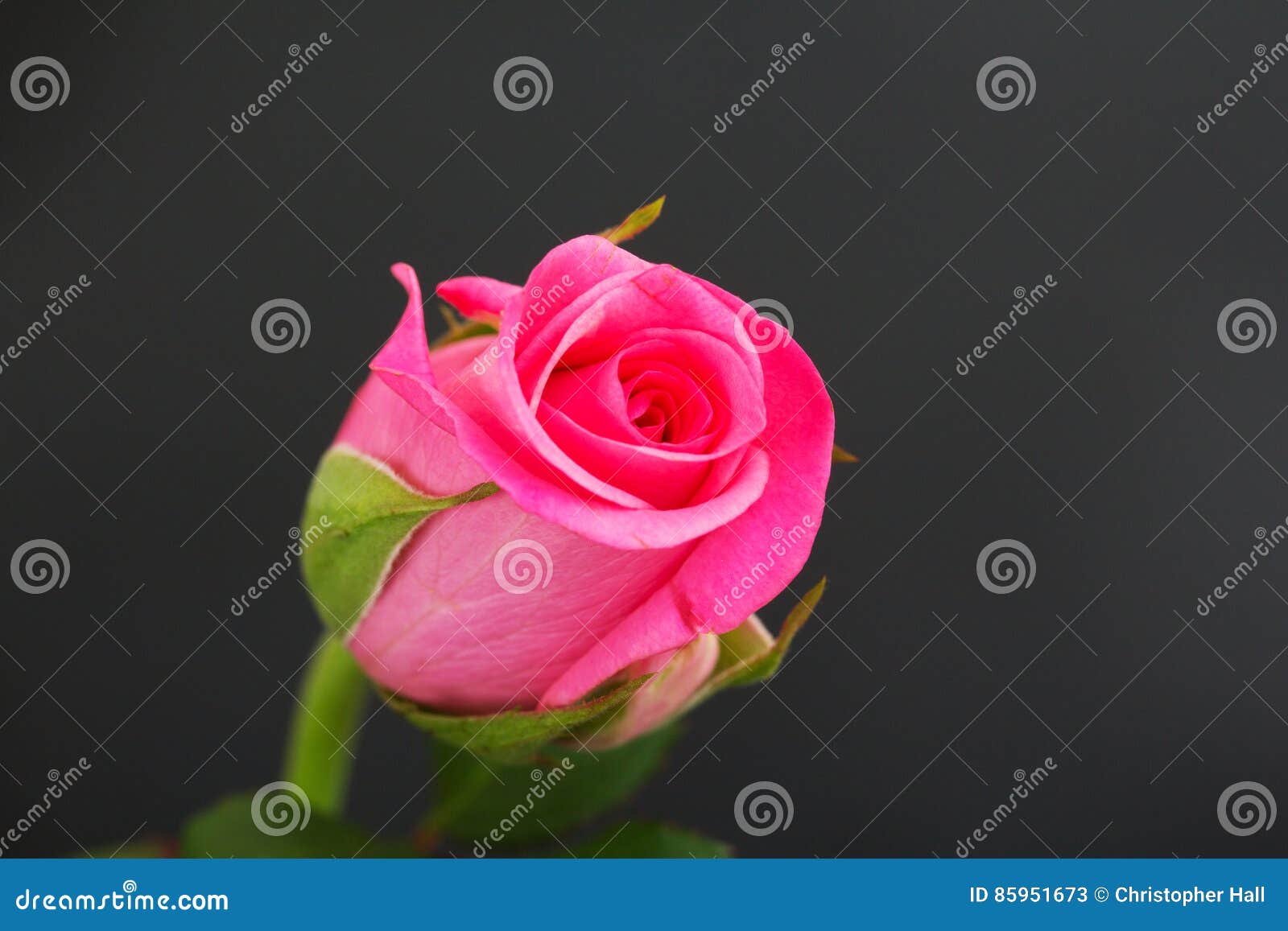 Delicate Beautiful Rose on a Plain Background Stock Image - Image of ...