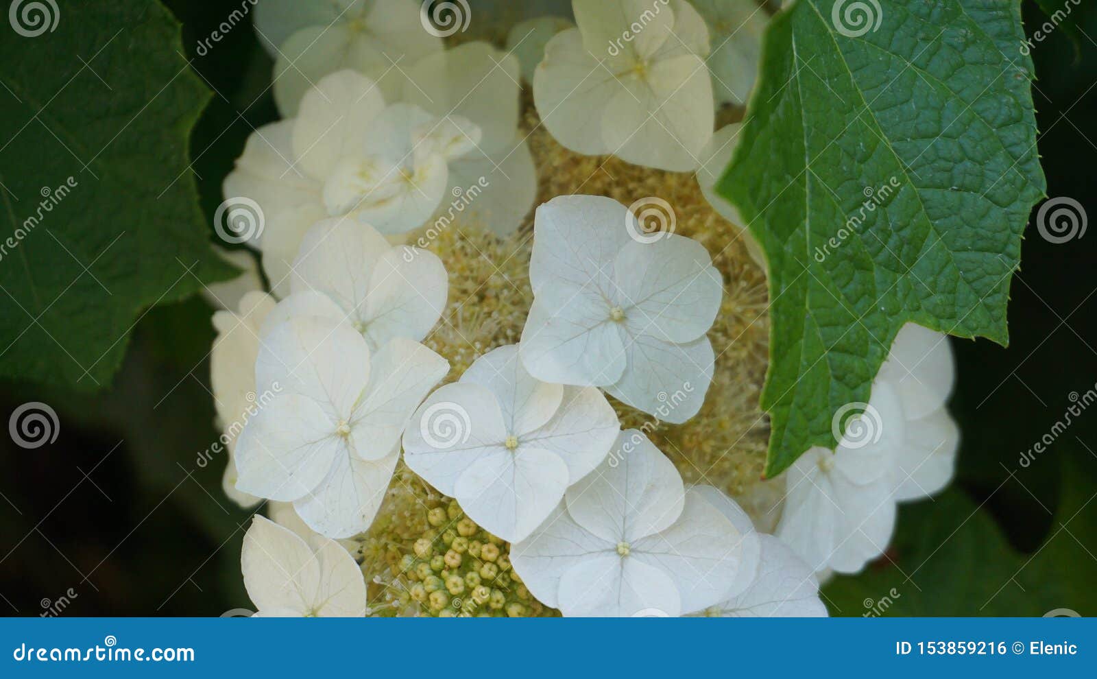 Delicate and Beautiful White Hydrangea Quercifolia Flowers Close Up ...