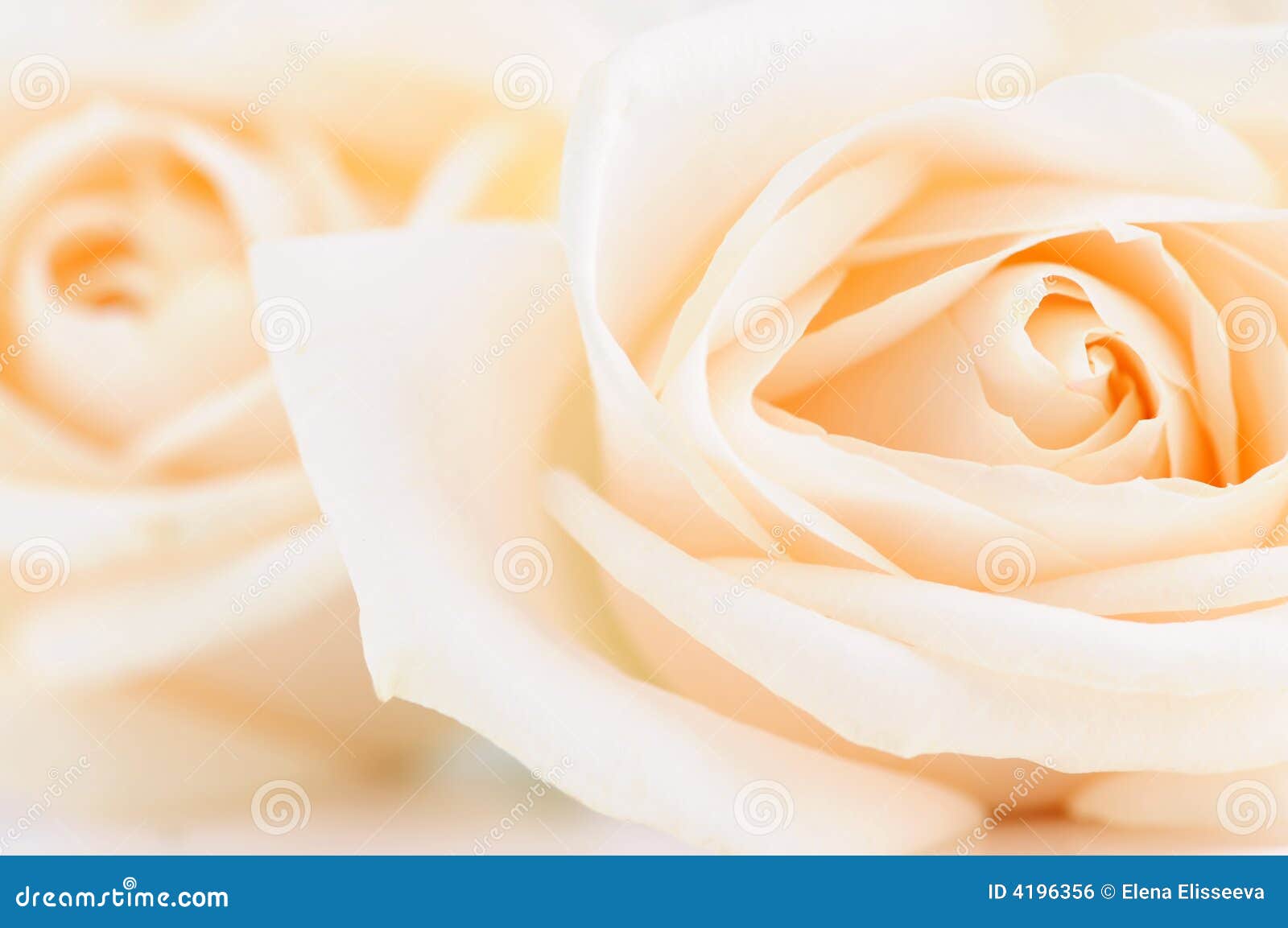 Delicate beige roses stock photo. Image of beige, botanical - 4196356