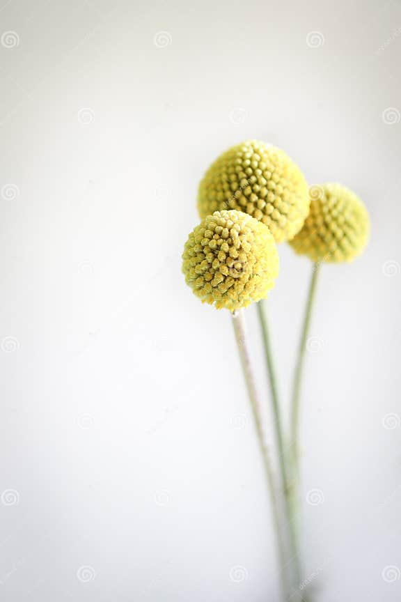 Delicate Billy Buttons Blooms on White Background Stock Photo - Image ...