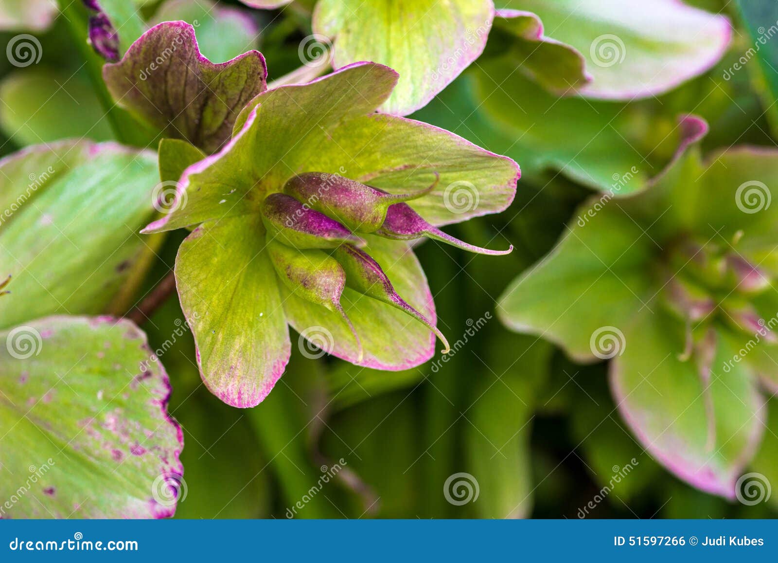 Delicate Bloom stock photo. Image of bloom, macro, park - 51597266