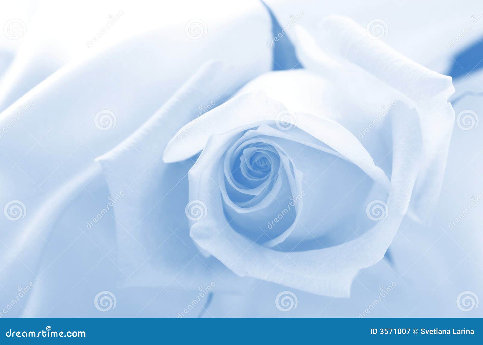Delicate blue stock image. Image of soft, valentine, macro - 3571007