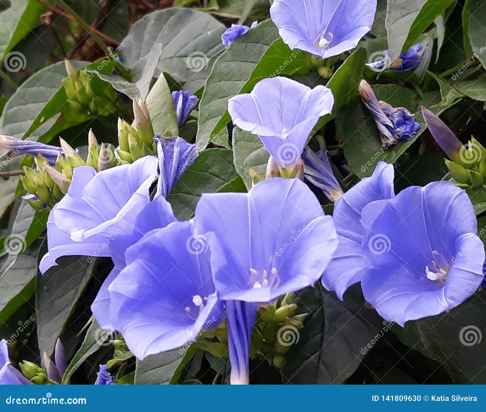 Delicate blue flowers stock photo. Image of blue, plants - 141809630