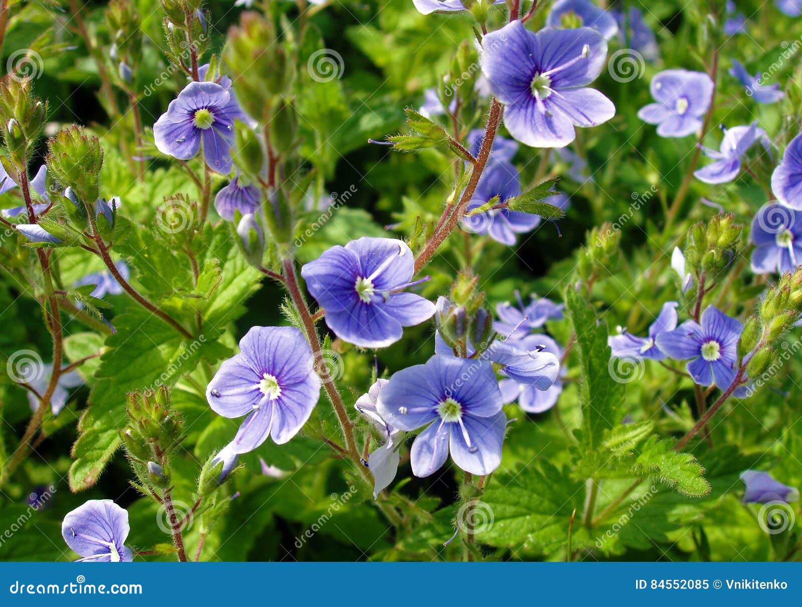 Delicate blue flowers stock image. Image of beauty, plant - 84552085