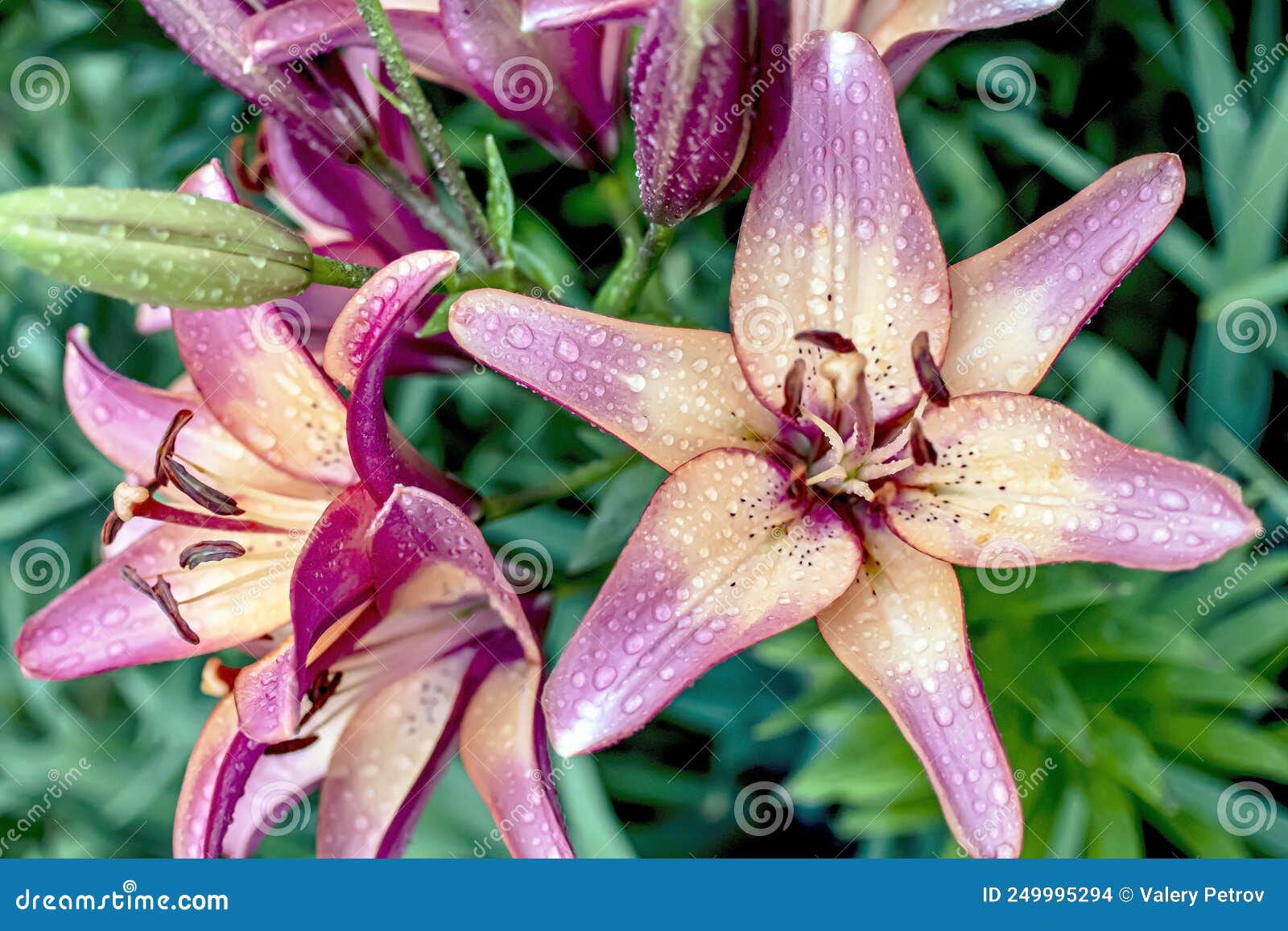,delicate Bright Lilac Lilies with Raindrops Macro Stock Photo - Image ...