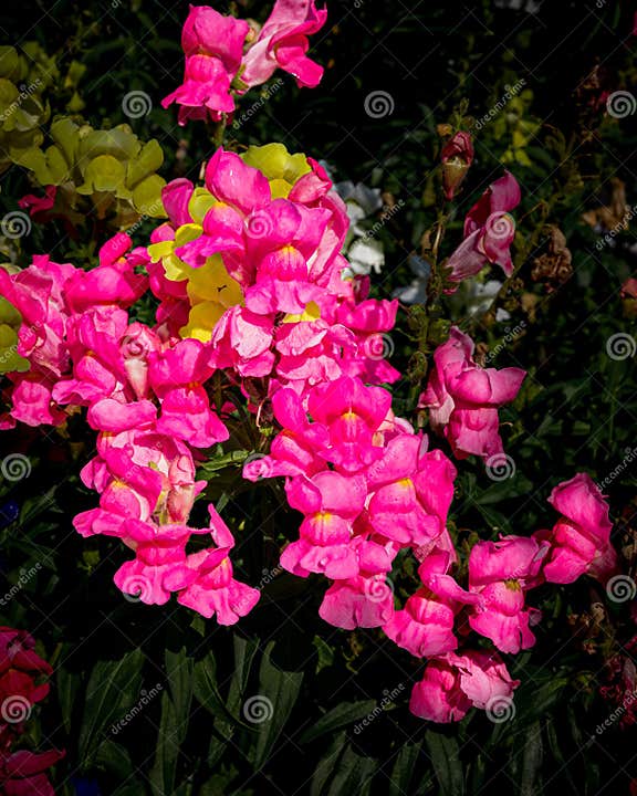 Delicate, Bright Pink Snapdragons Perfect for Spring Stock Photo ...