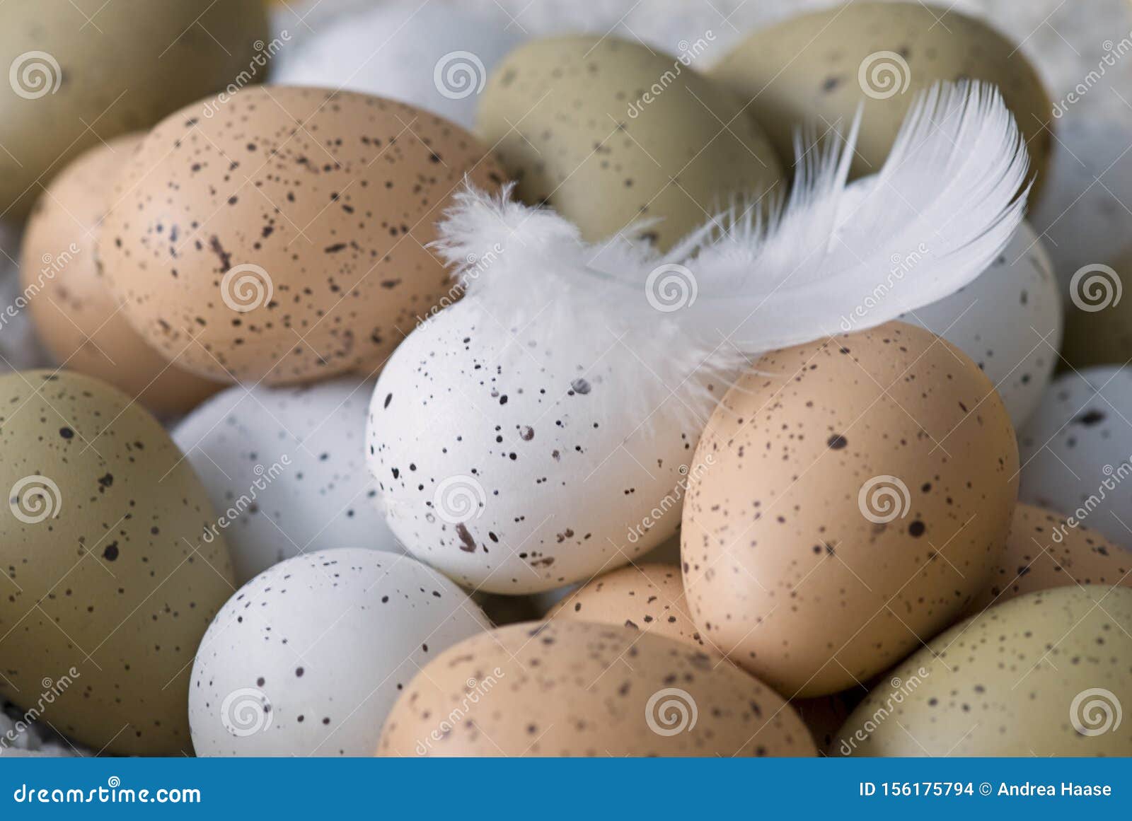 Delicate Brown and White Birds Eggs Stock Photo - Image of feather ...