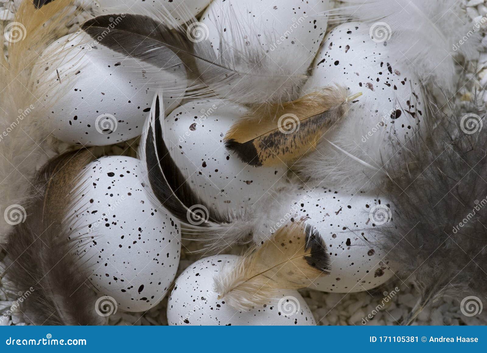 Delicate Brown and White Birds Eggs Stock Image - Image of nature ...