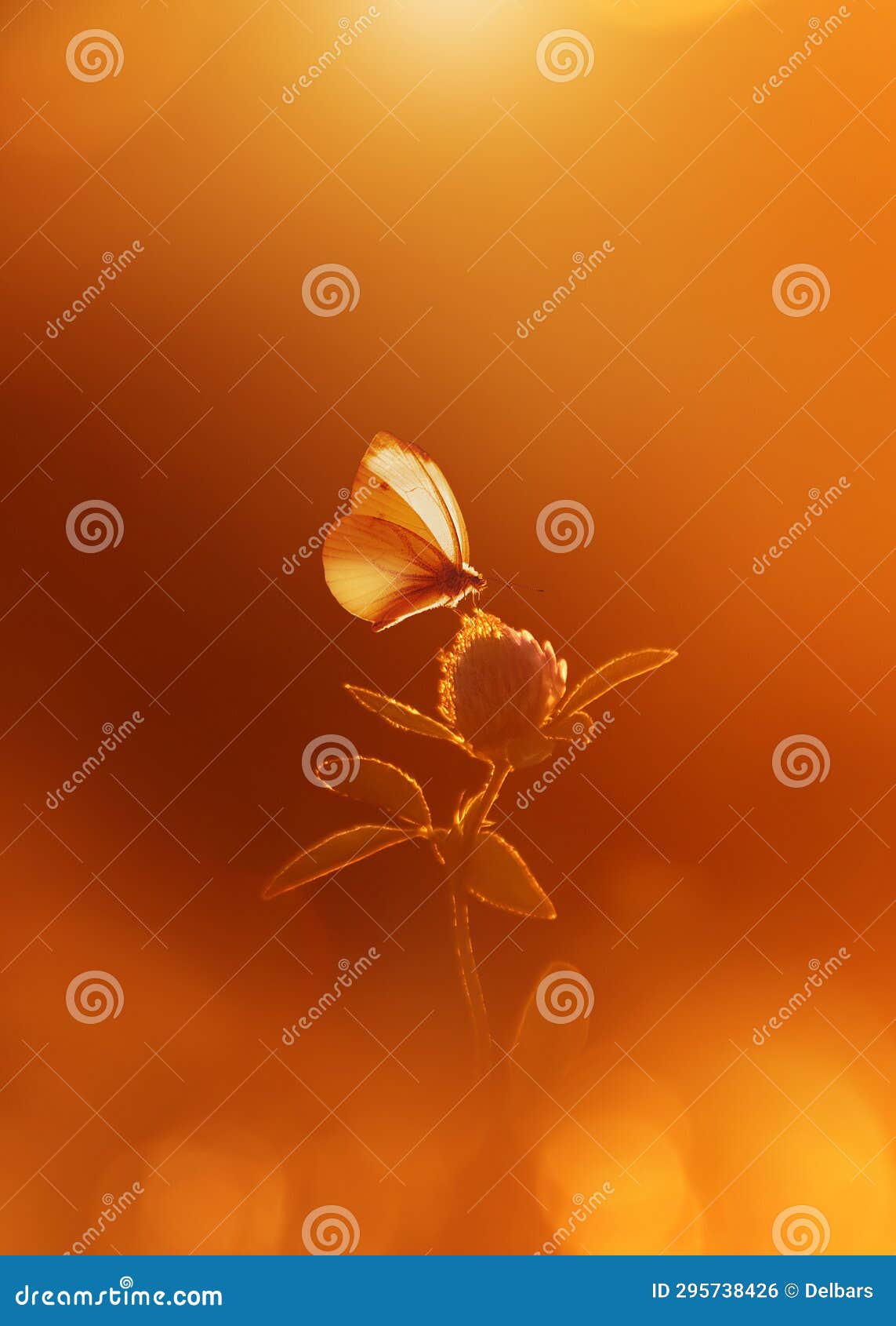 Delicate Butterfly and Clover Flower in Backlight. Stock Photo - Image ...