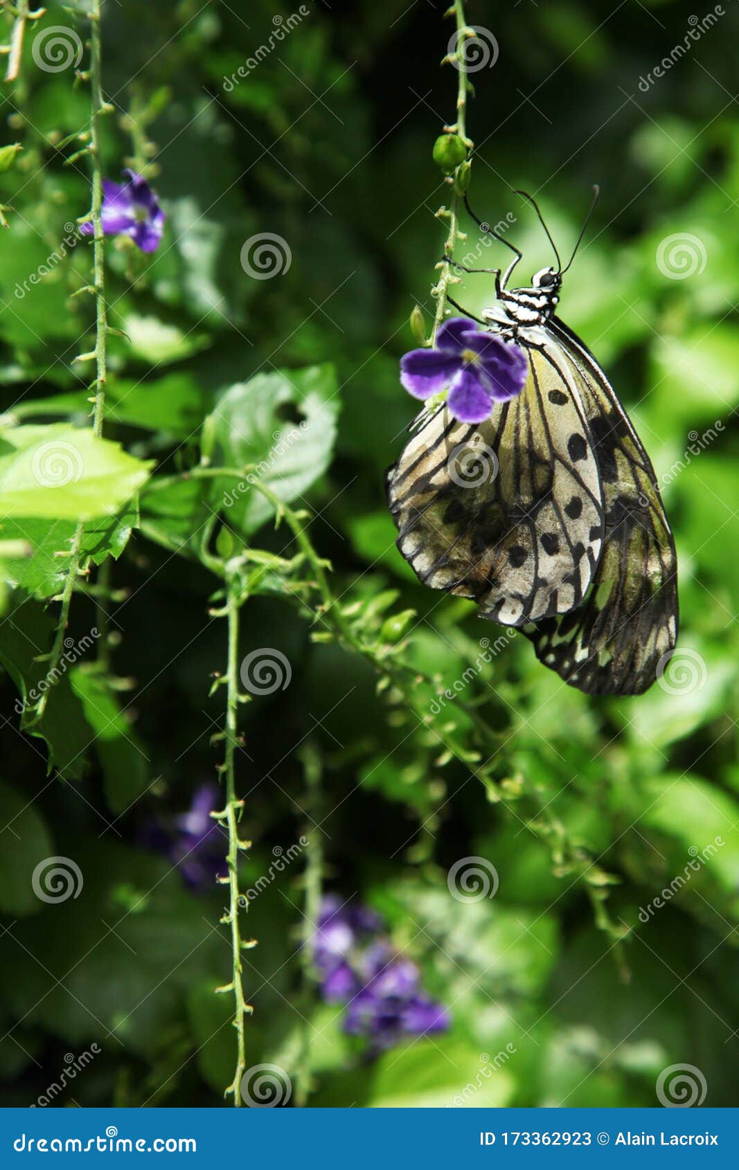 Delicate butterfly stock image. Image of wings, butterfly - 173362923