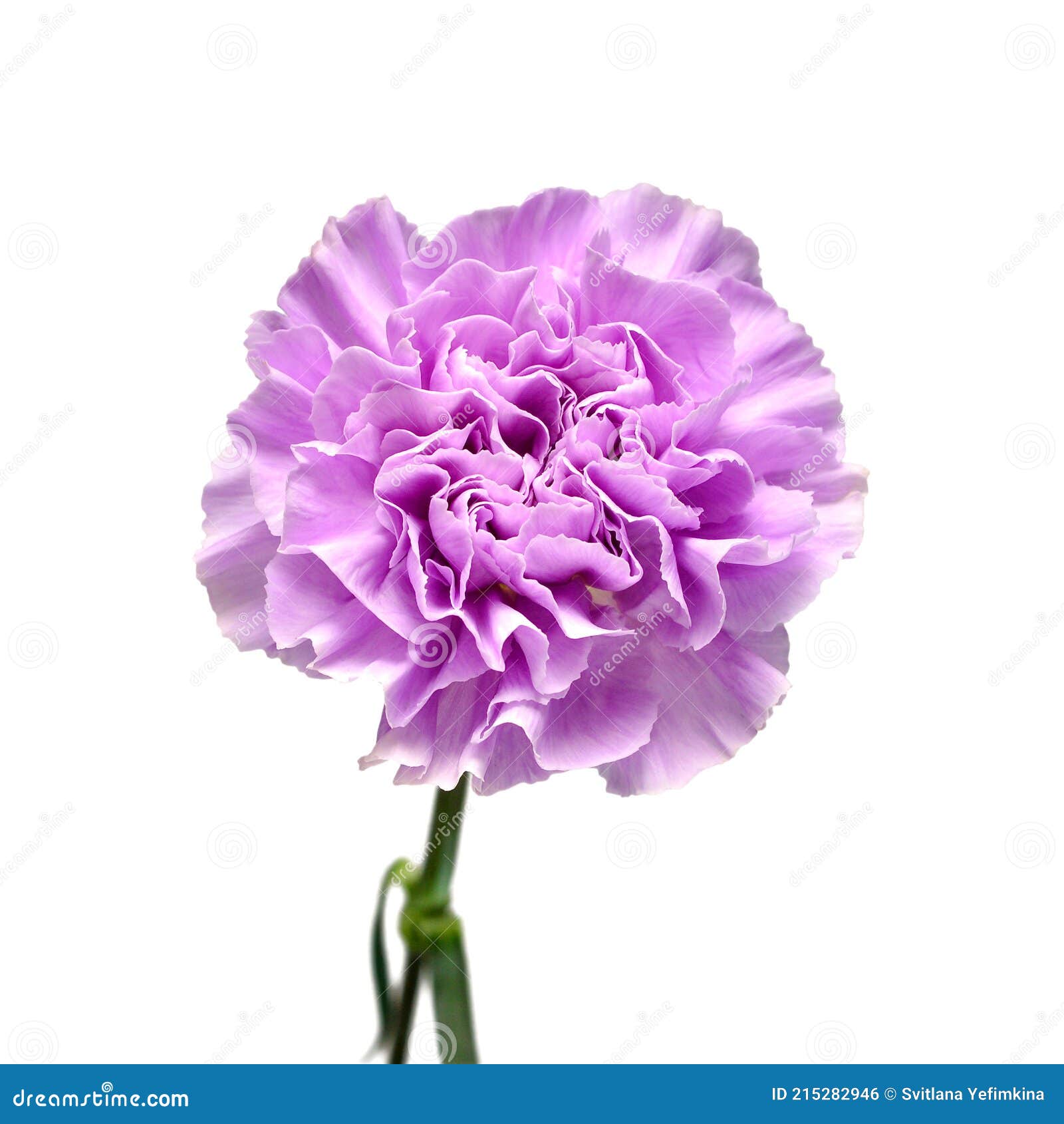 Delicate Carnation Lilac Flower Isolated on White Background Stock ...