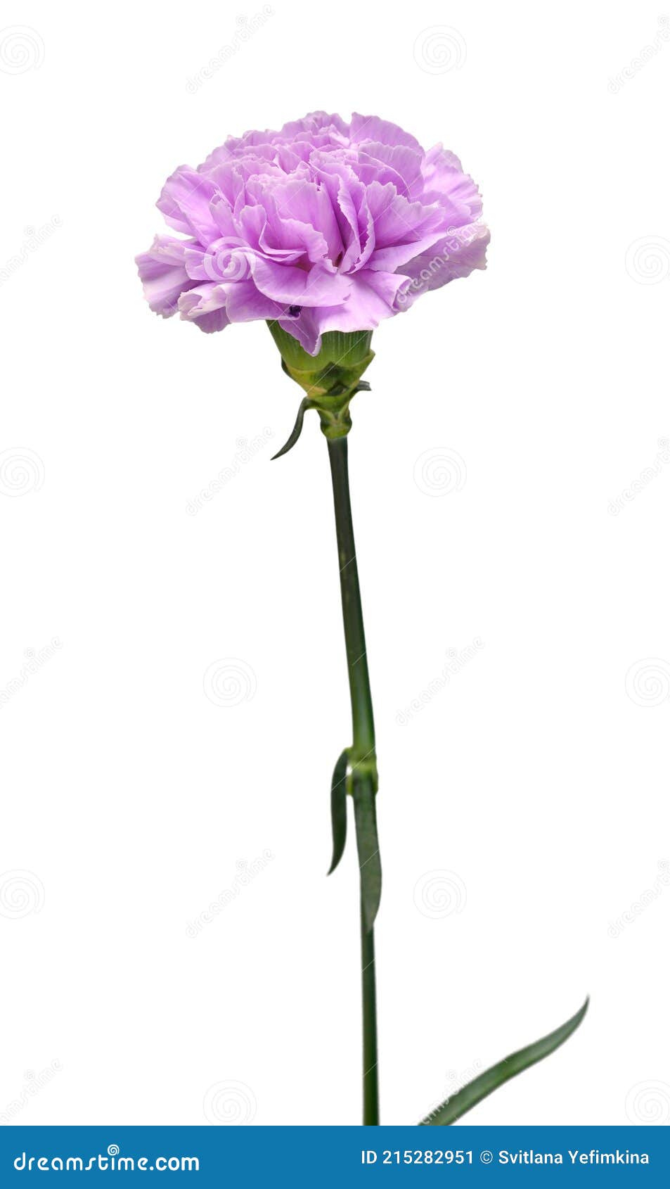 Delicate Carnation Lilac Flower Isolated on White Background Stock ...
