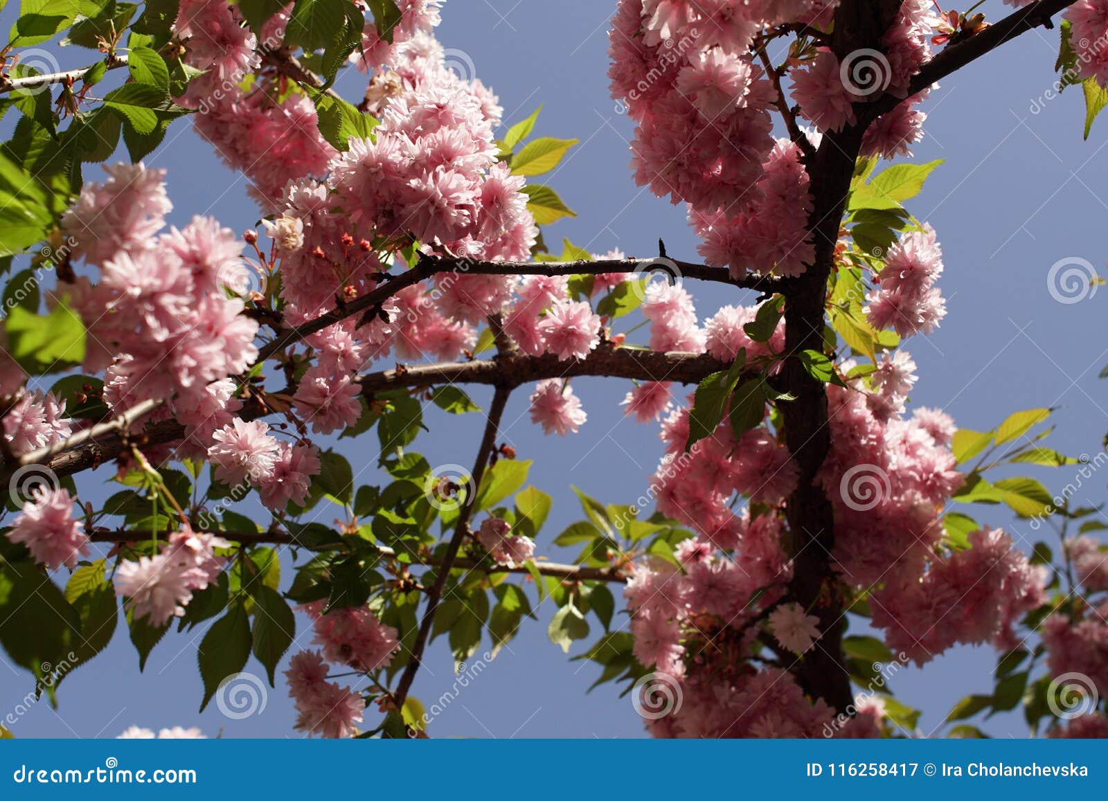Pink flowers on a tree stock image. Image of branches - 116258417