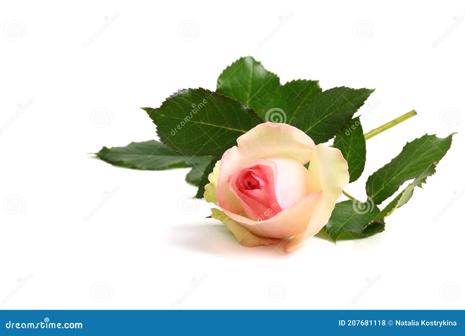 Delicate Cream Rose on a White Background. Creative Minimalistic Layout ...