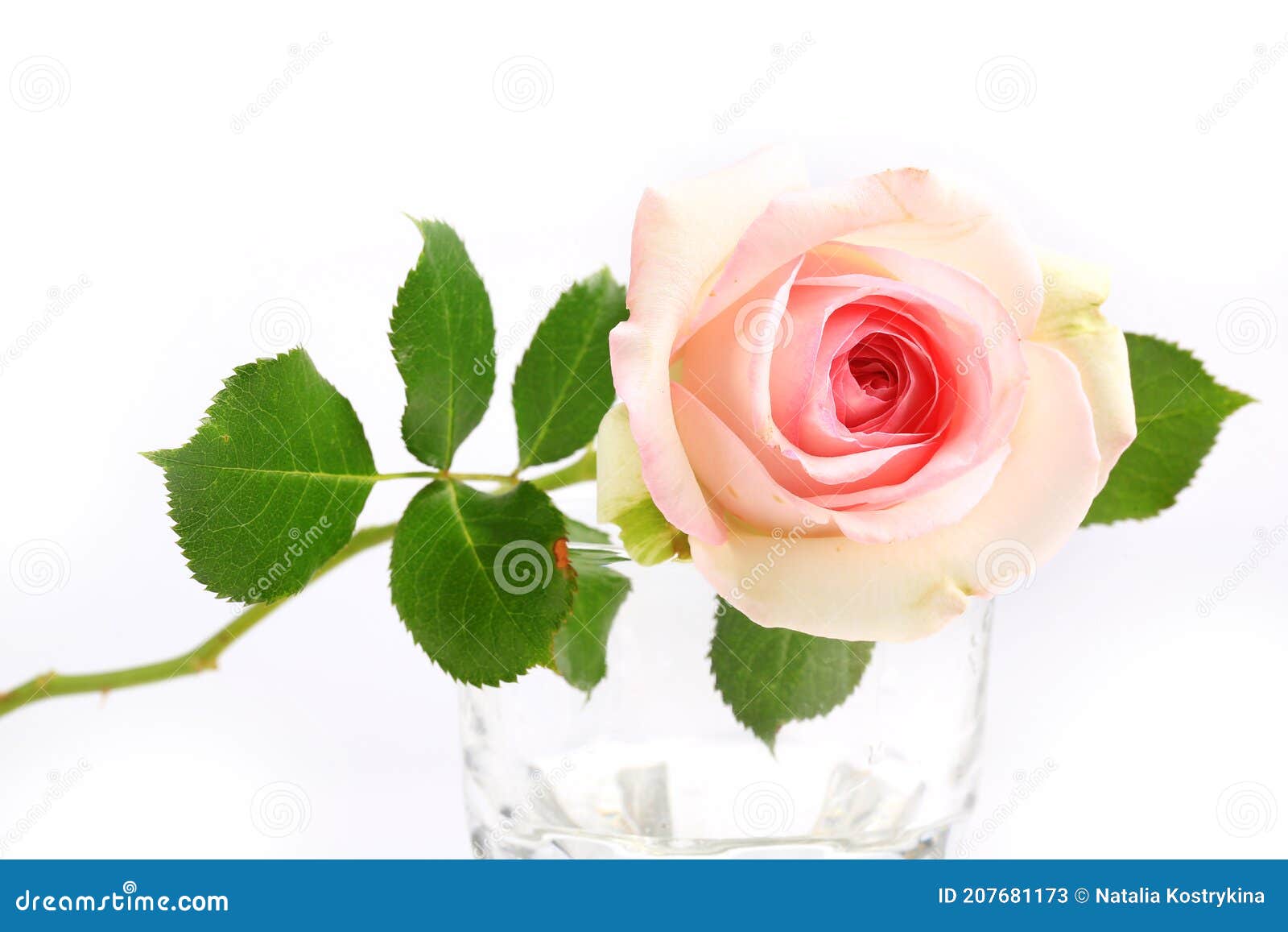 Delicate Cream Rose on a White Background. Creative Minimalistic Layout ...