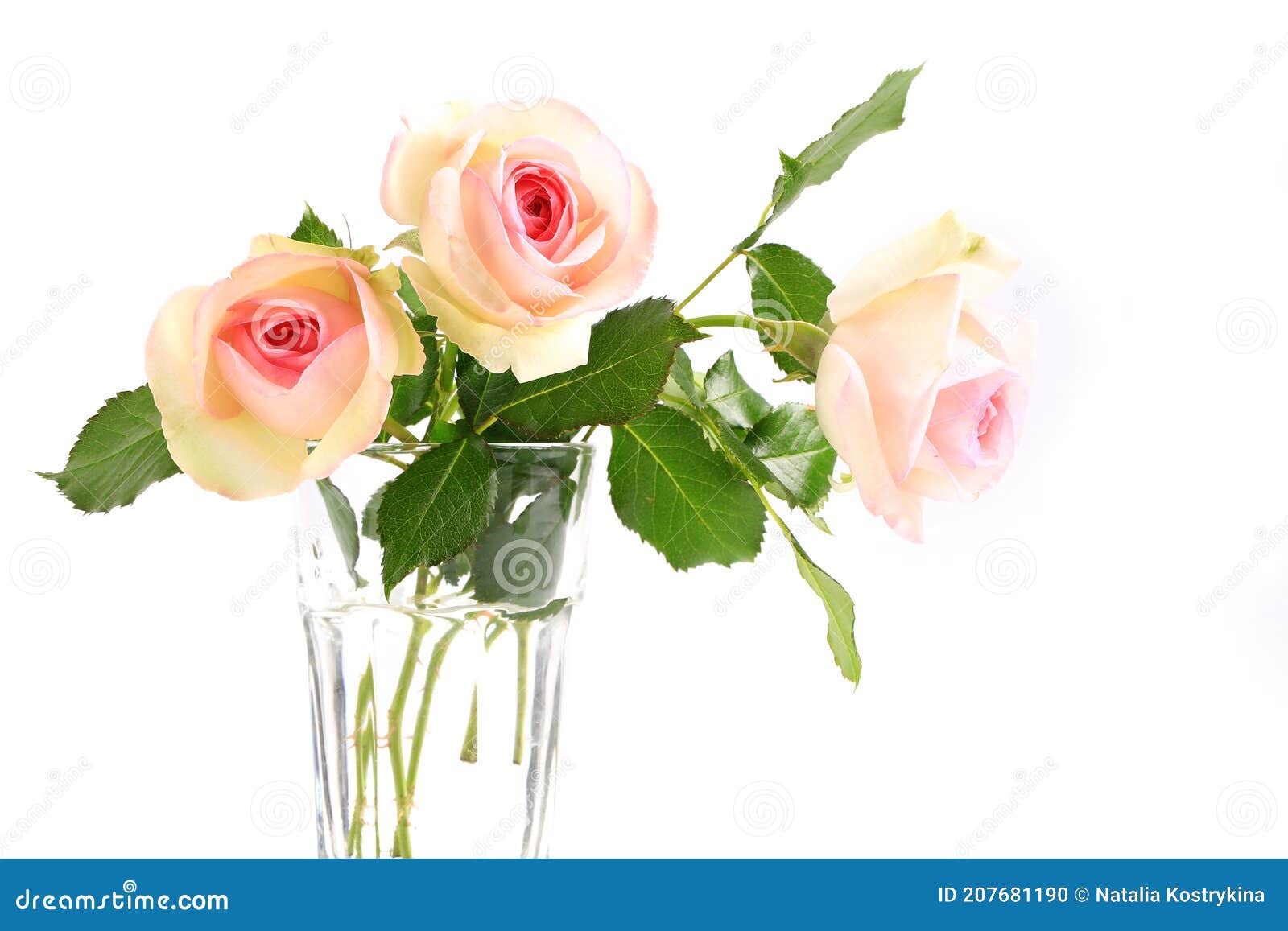 Delicate Cream Rose on a White Background. Creative Minimalistic Layout ...