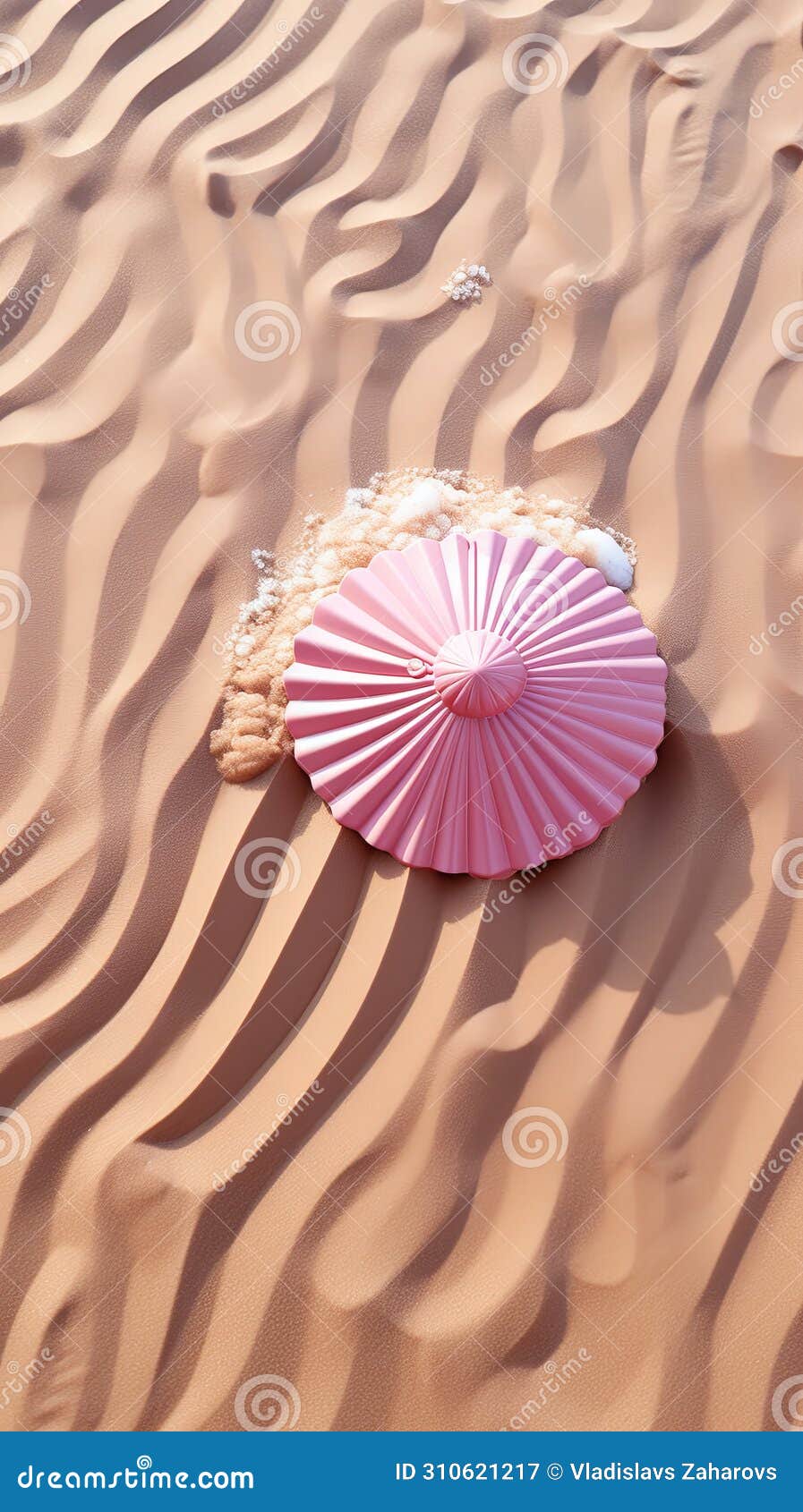 The Delicate Curves and Lines of a Seashell Washed Ashore, Its Polished ...