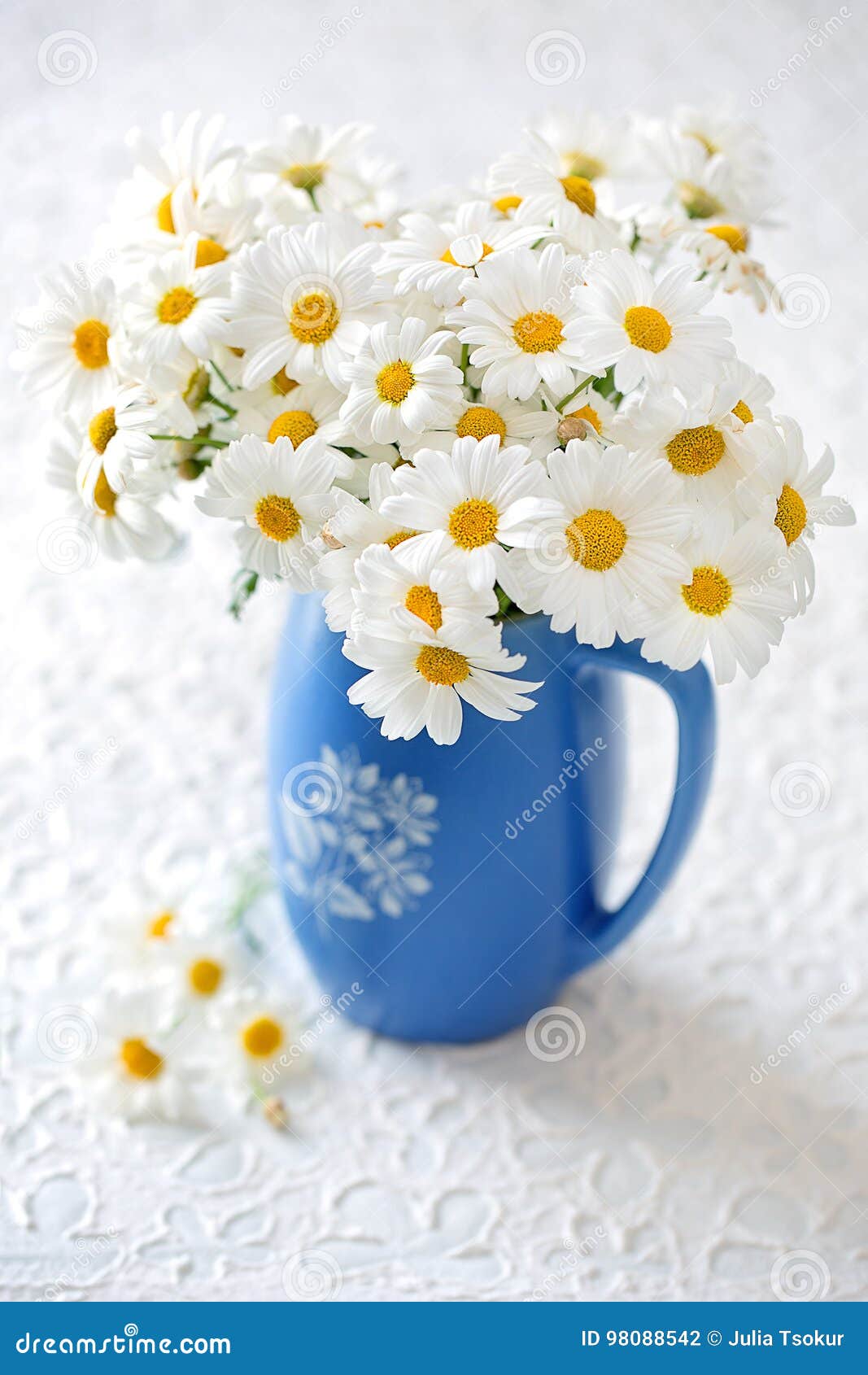 Delicate daisy flowers stock photo. Image of beautiful - 98088542