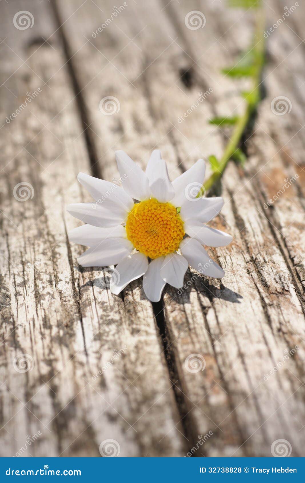 Delicate daisy stock photo. Image of copyspace, weathered - 32738828
