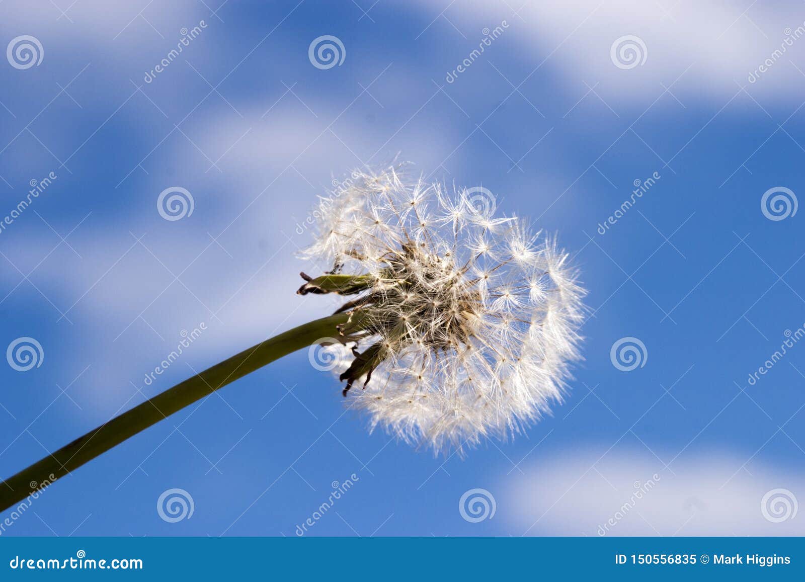 Delicate Dandelion Against Sky Stock Image - Image of plants, head ...