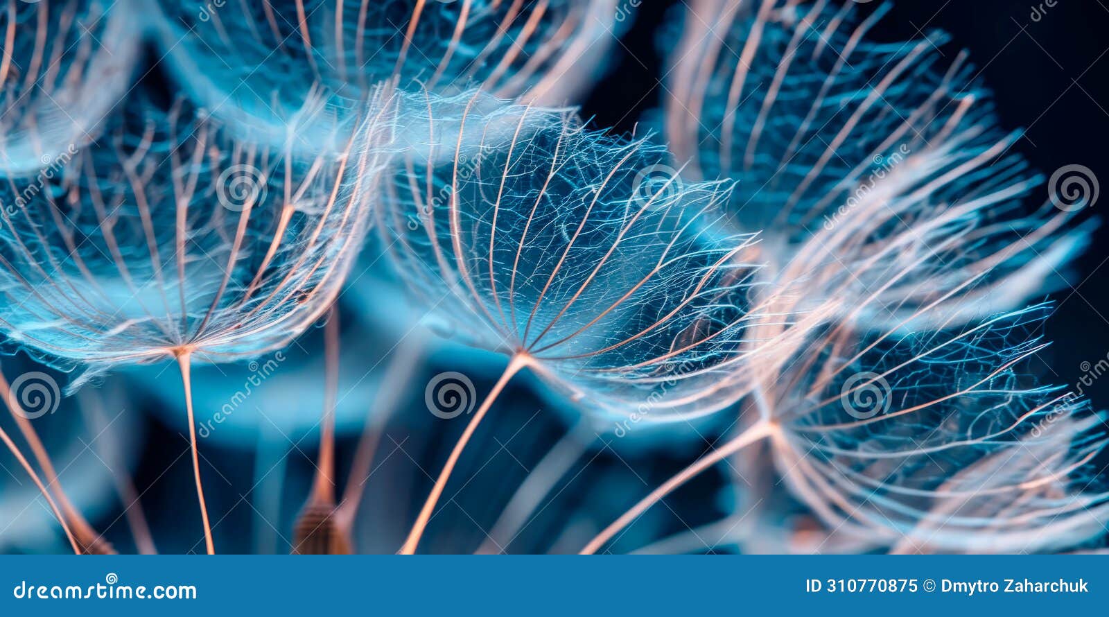 Delicate Dandelion Seed Head, Showcasing the Intricate Parachute-like ...