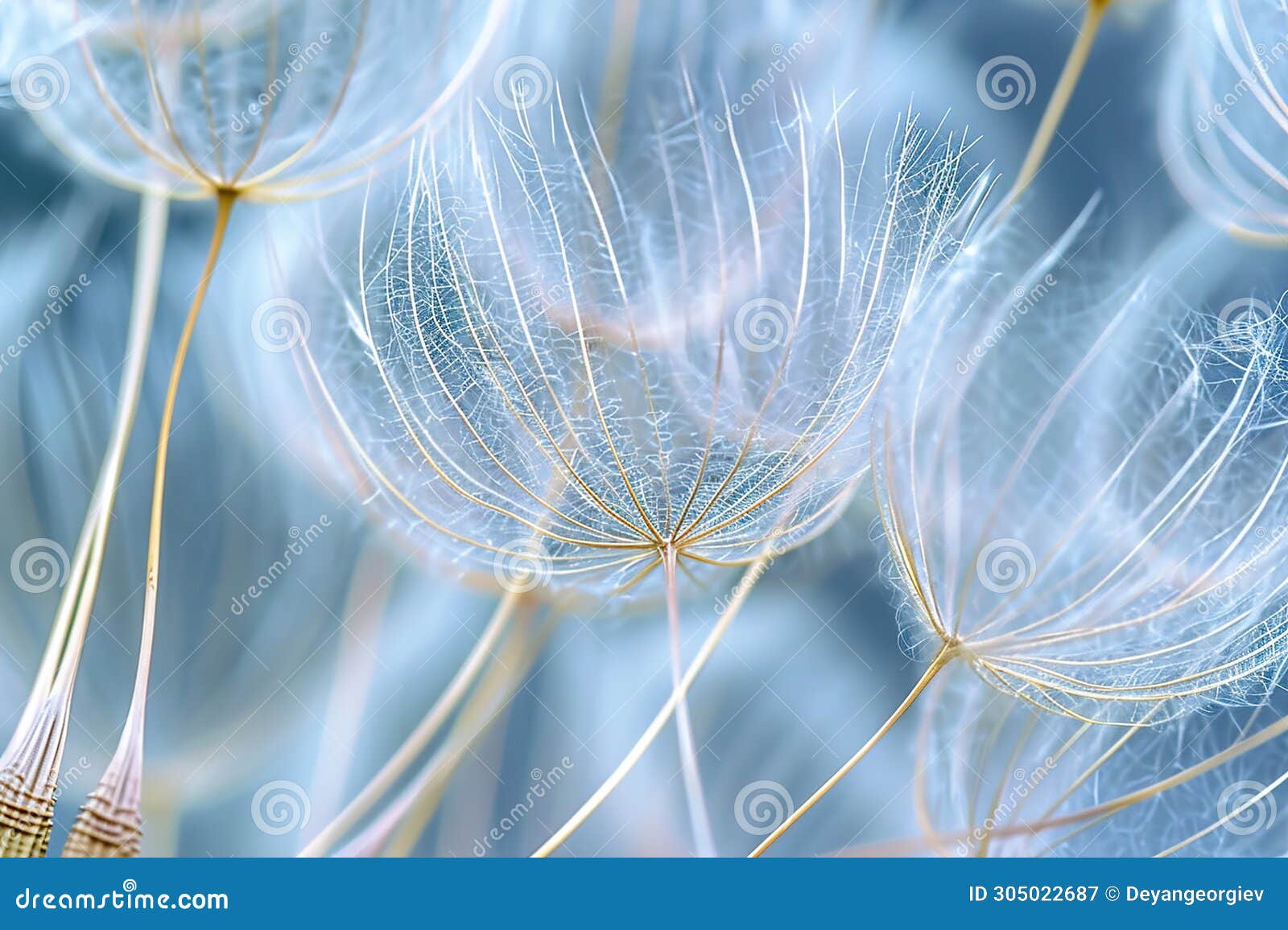 Delicate Details of Dandelion Seeds Up Close, Highlighting Their ...