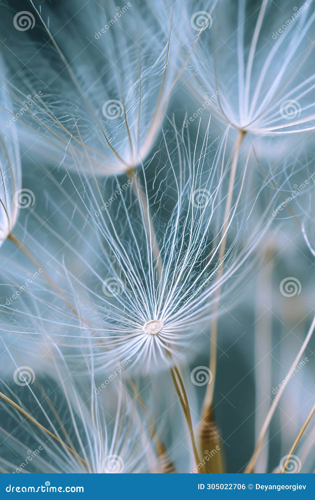 Delicate Details of Dandelion Seeds Up Close, Highlighting Their ...