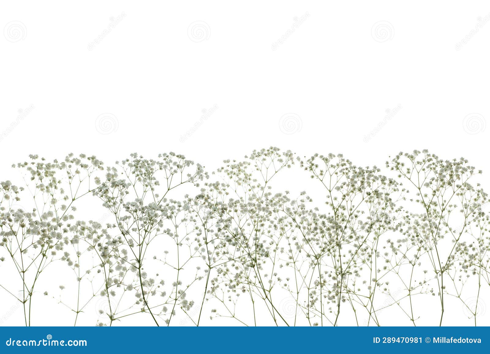 Delicate Dried Flower Border Isolated on White Background Stock Image ...