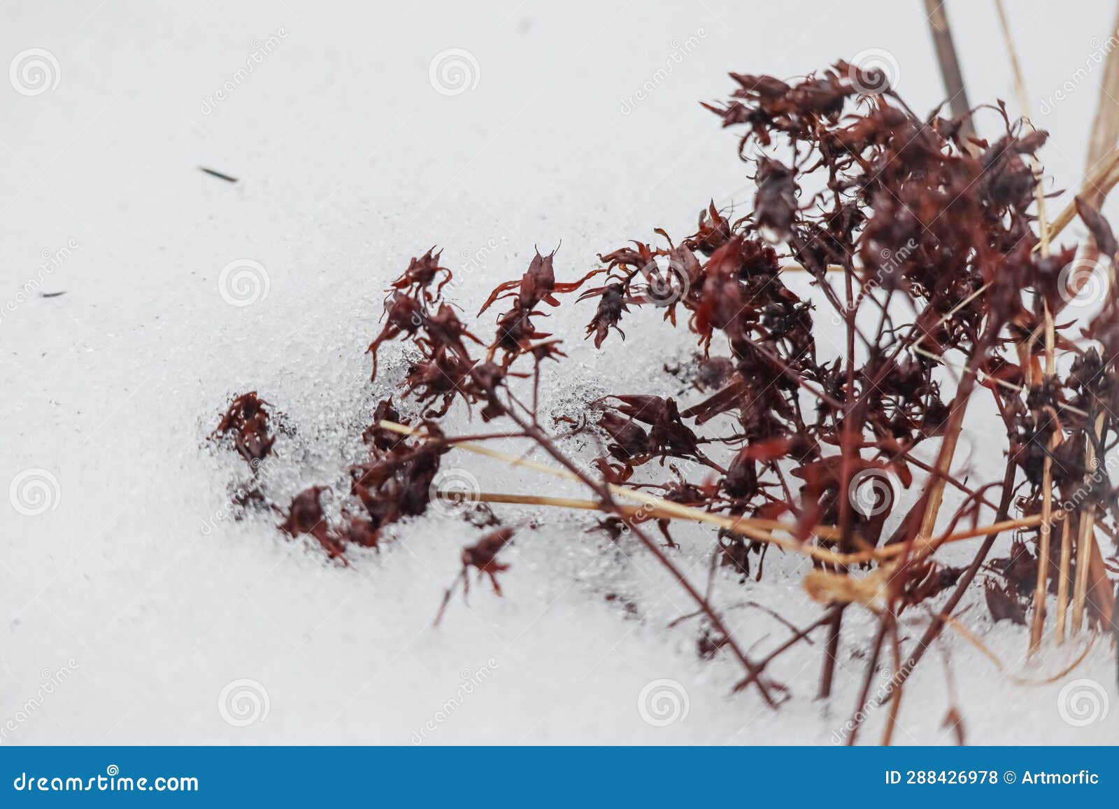 Delicate Dry Brown Weed with Buds on Snow Texture Bokeh Background ...