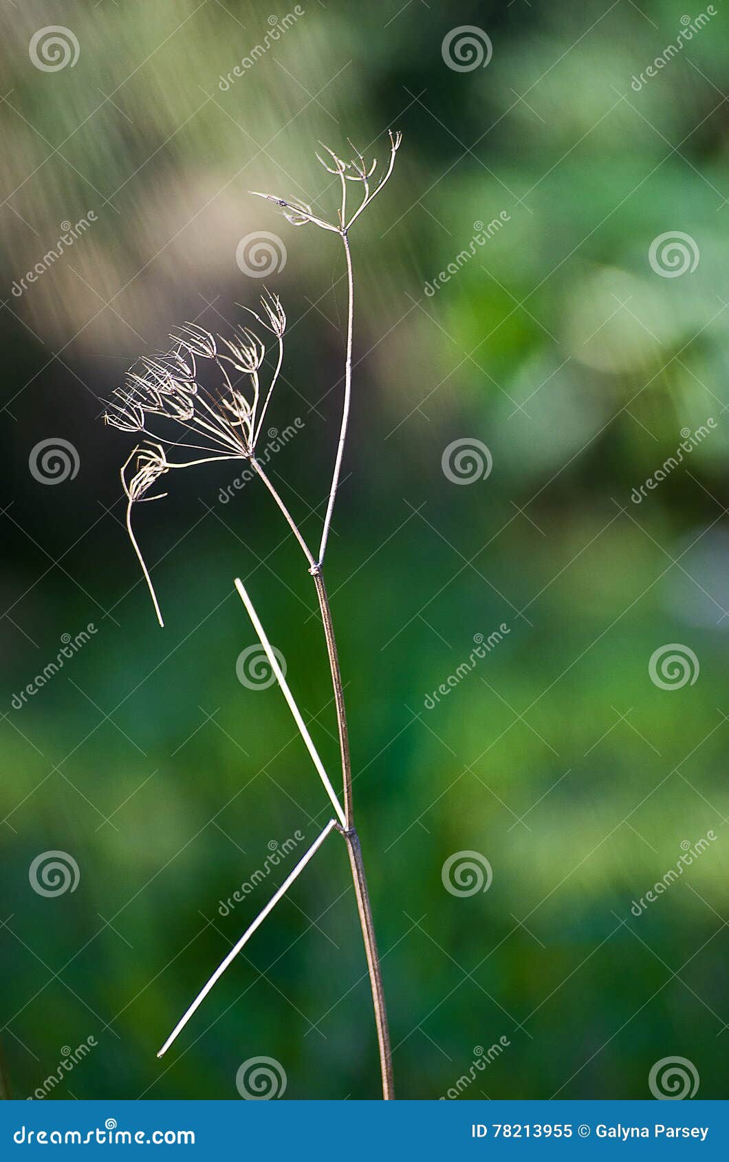 Delicate dry grass stock image. Image of pattern, lawn - 78213955