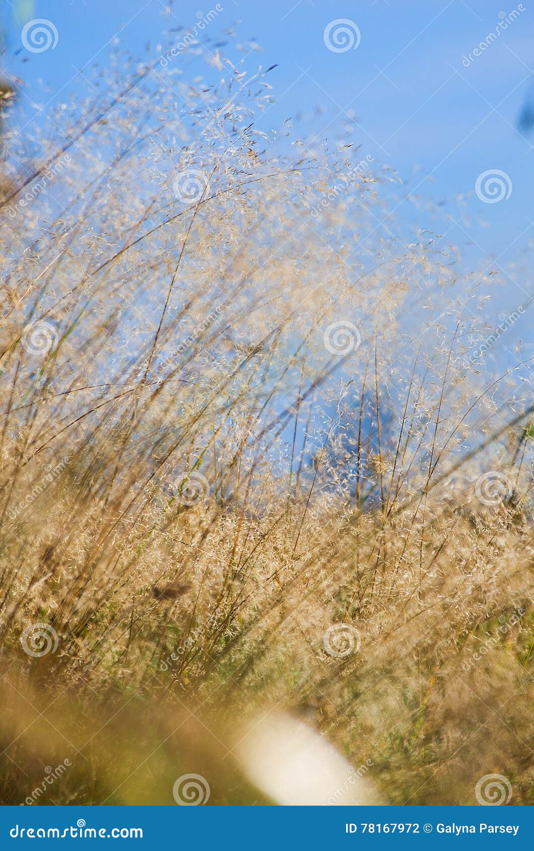 Delicate dry grass stock photo. Image of leaf, nature - 78167972