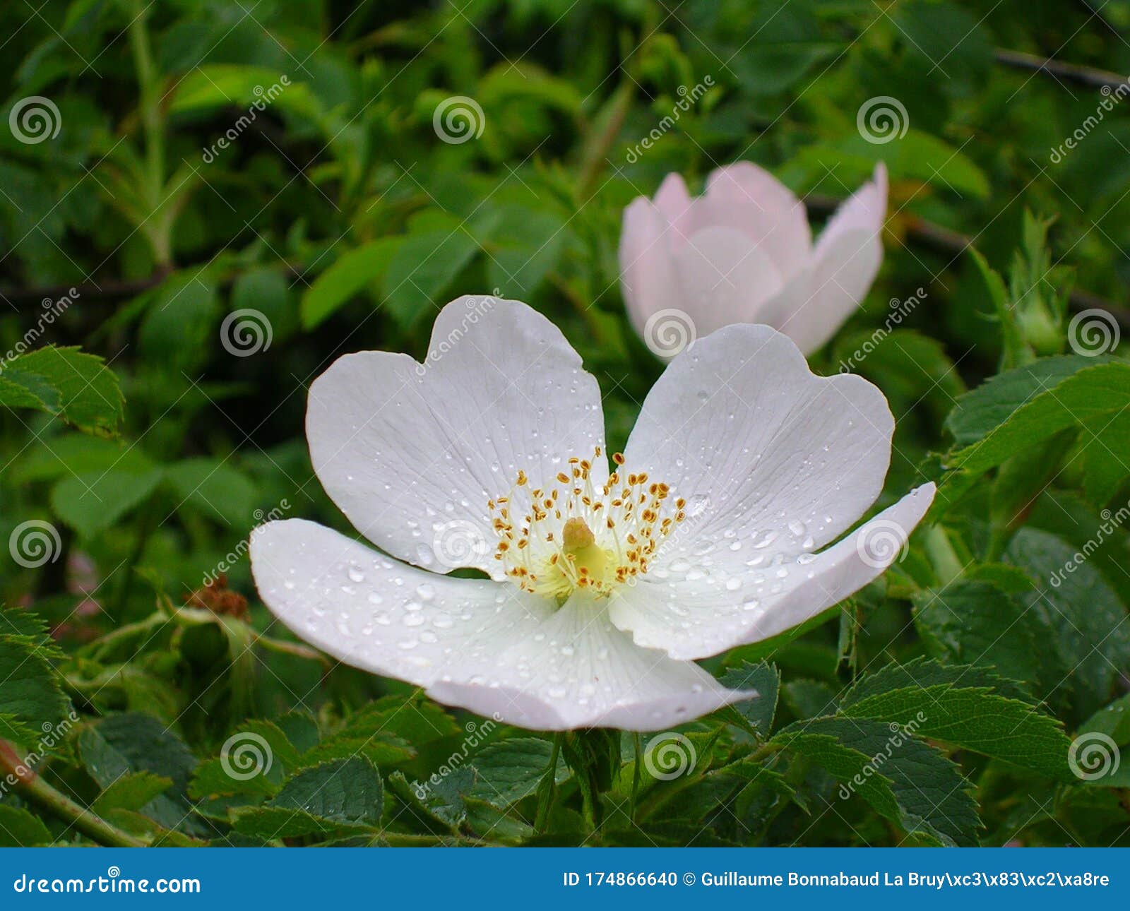 Delicate eglantine stock photo. Image of rosa, rose - 174866640