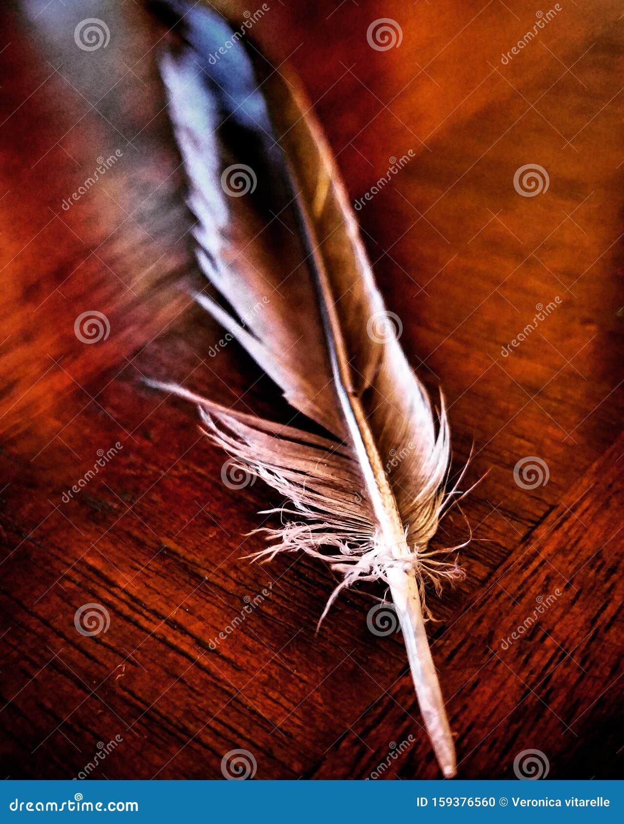 Delicate Feather stock photo. Image of birds, nature - 159376560