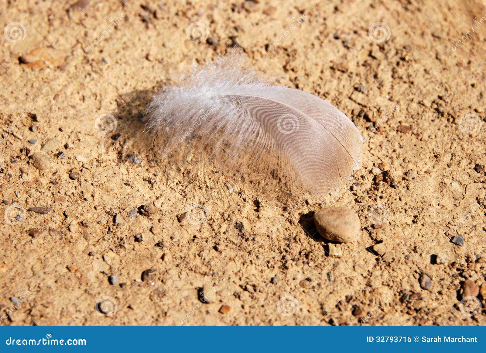 Delicate Feather on Stony, Hard Ground Stock Photo - Image of stony ...