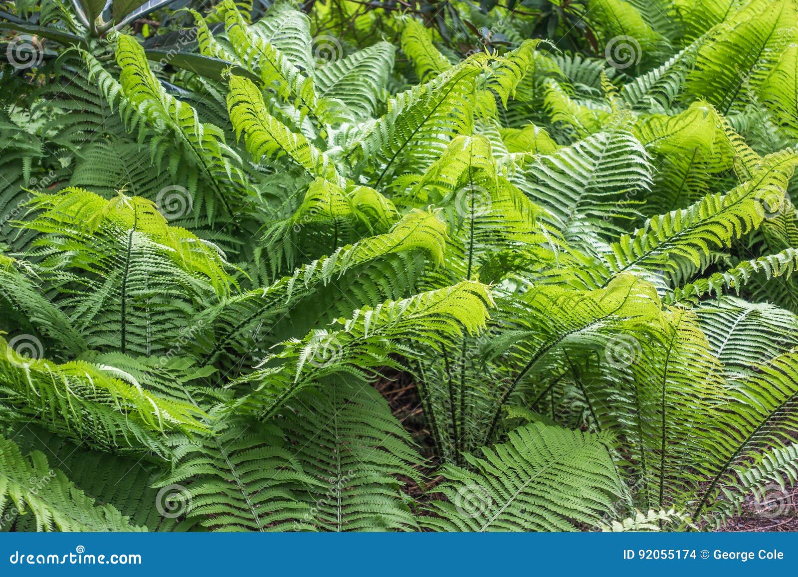 Delicate Ferns Macro stock photo. Image of plants, outdoors - 92055174