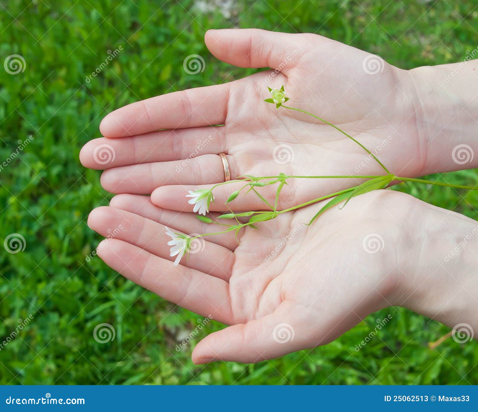 Delicate Field Flower in Female Hands. Stock Image - Image of flower ...