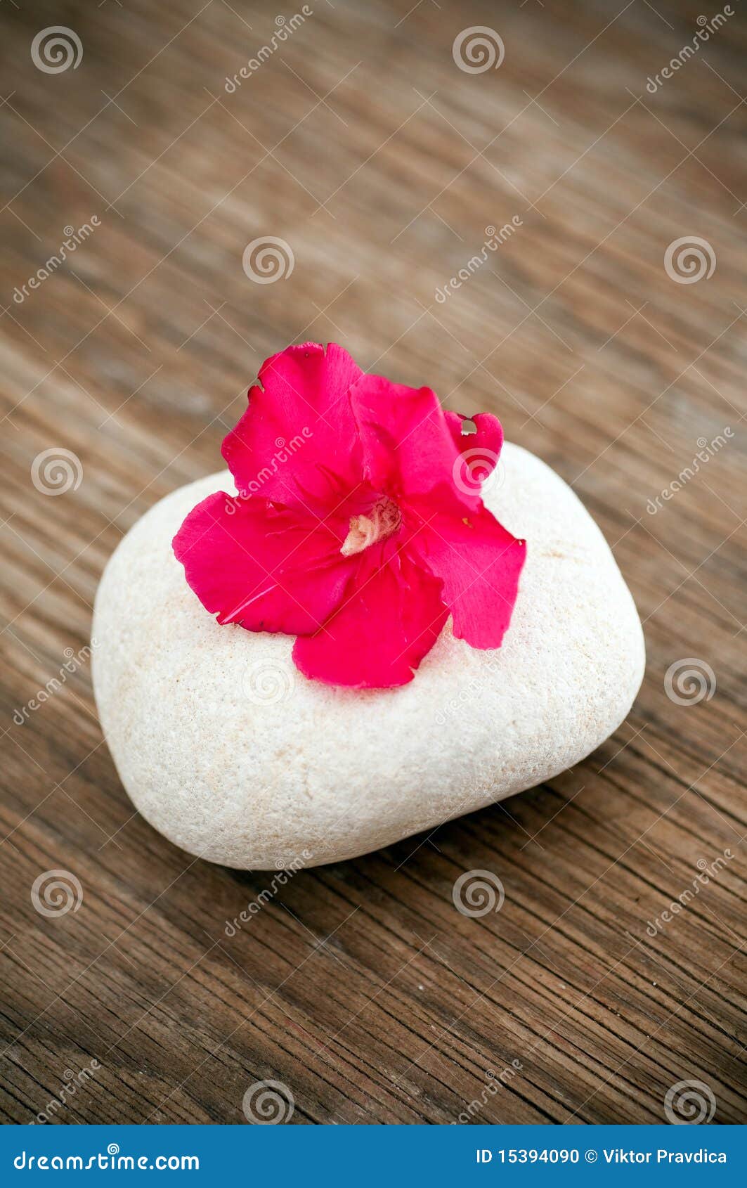 Delicate flower stock photo. Image of oleander, balance - 15394090