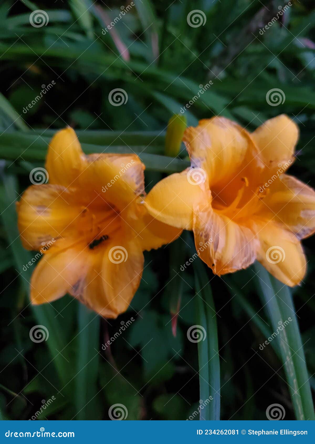 Delicate flower stock image. Image of beauty, flowers - 234262081