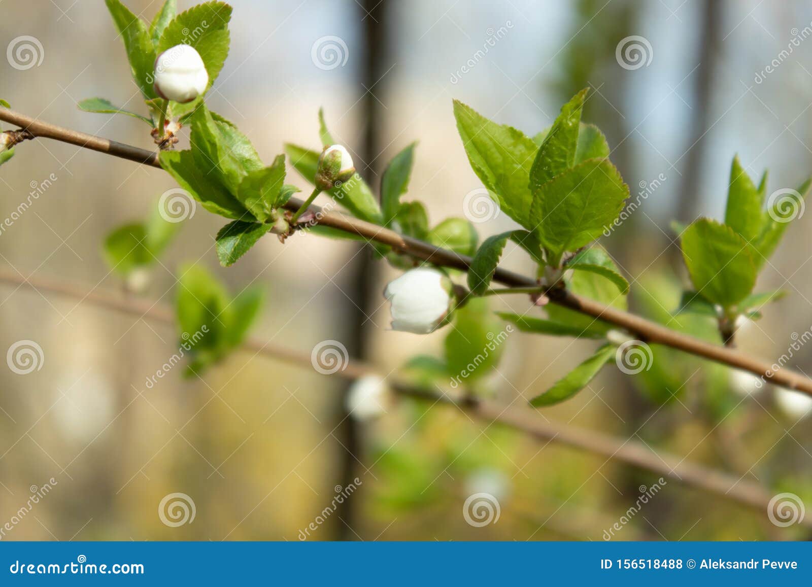 Delicate Flower Buds on the Branches of Fruit Trees in Spring Stock ...