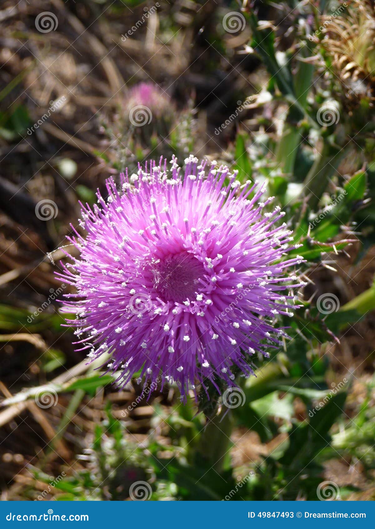 Delicate flower stock image. Image of flower, delicate - 49847493