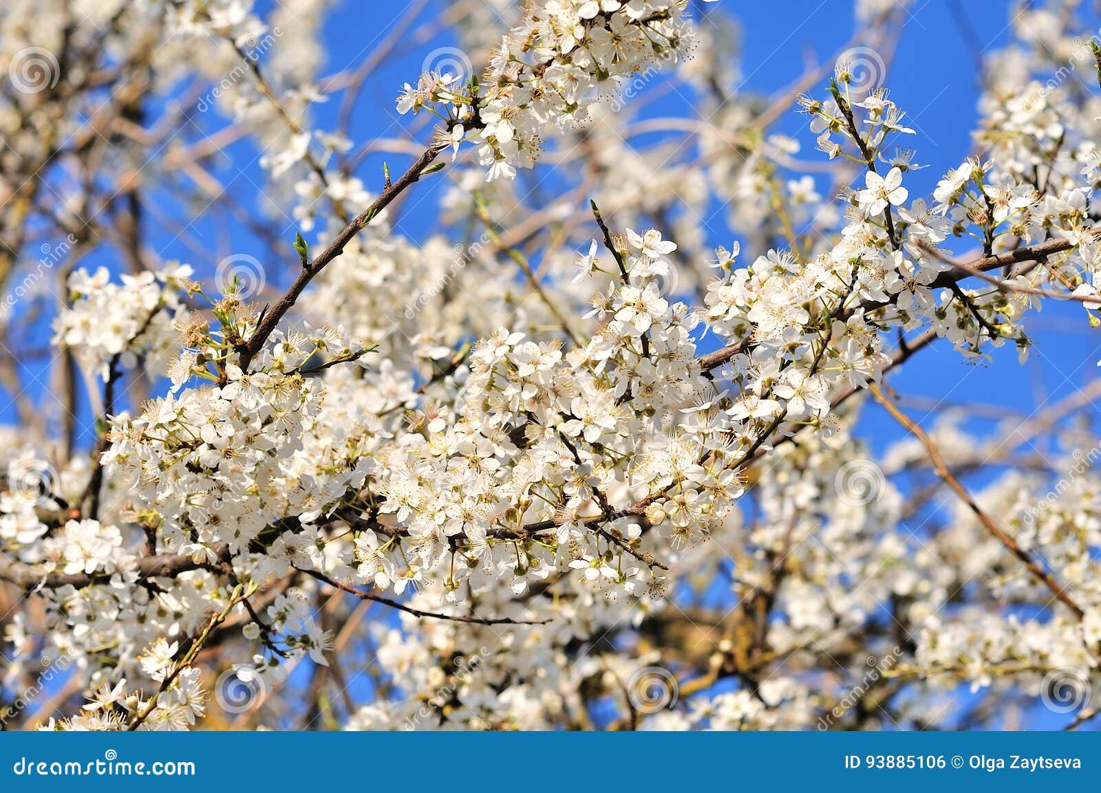 Delicate Flowers of a Cherry Tree, Backlit Stock Photo - Image of ...