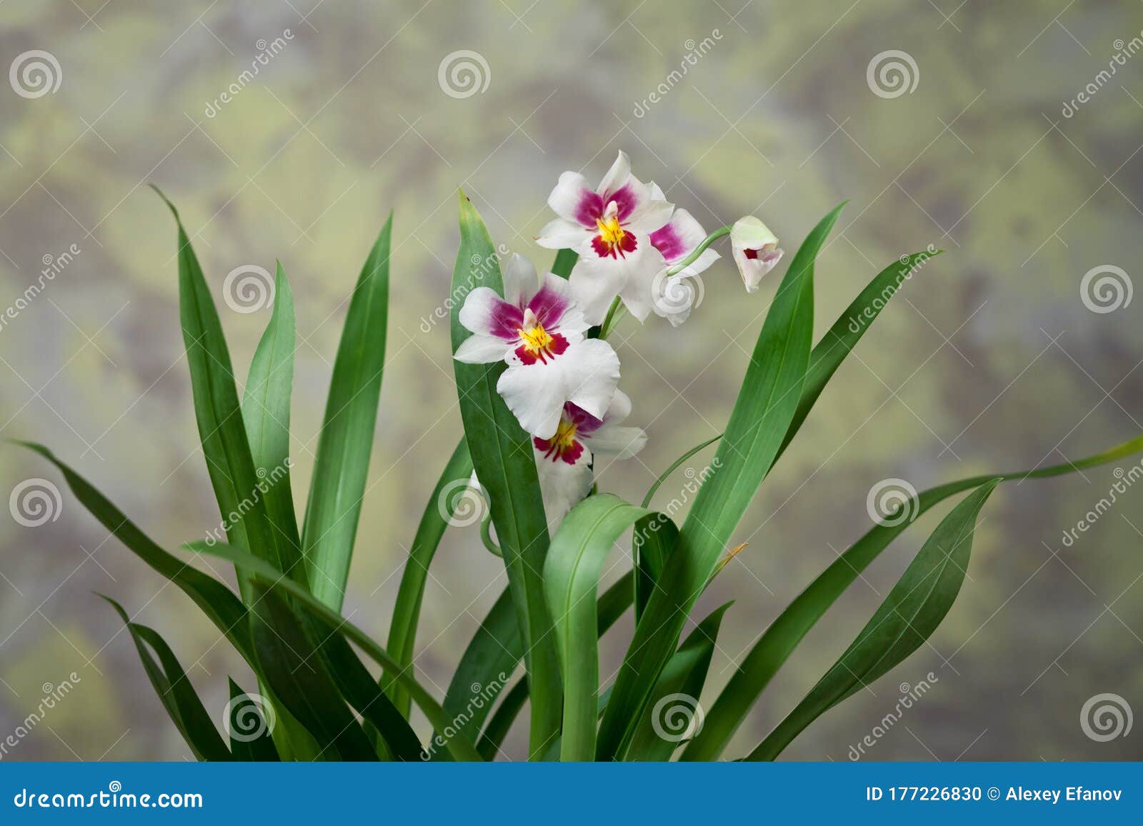 Delicate Flowers in a Romantic Composition Stock Photo - Image of ...