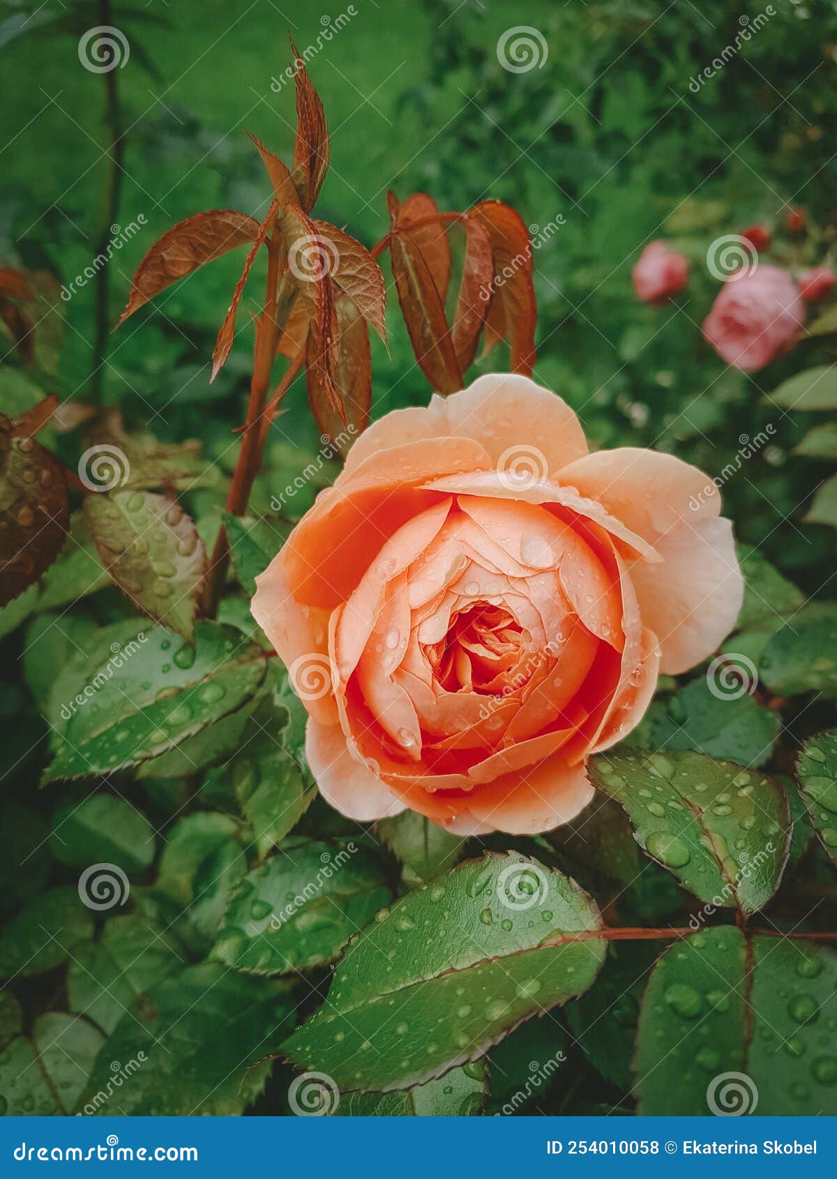 Roses after the Rain, Delicate Flowers with Water Drops Stock Photo ...