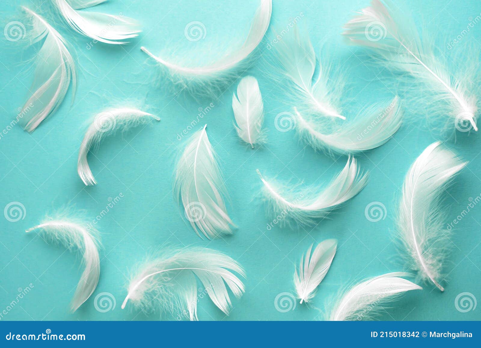 Delicate Fluffy Feathers on a Pastel Blue Background Stock Photo ...